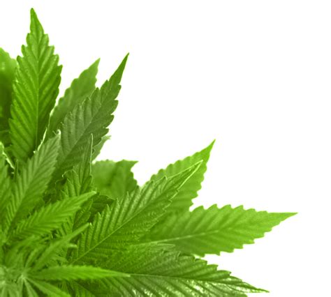 16 Gambar Background Daun Png Porn Sex Picture
