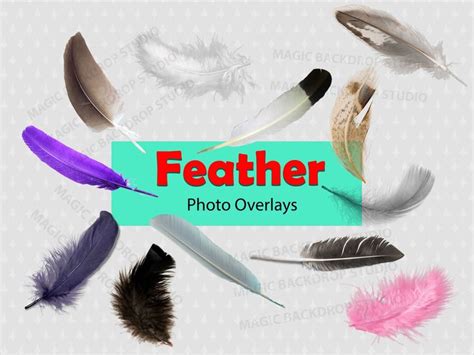 The Words Feather Photo Overlays Are Surrounded By Feathers In