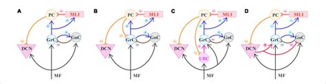 Cerebellar Microcircuit Variants A Canonical Circuit Of The Download Scientific Diagram