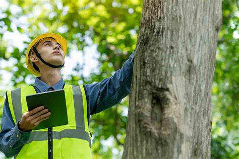 Tree Health Assessment Denver Tree Pros