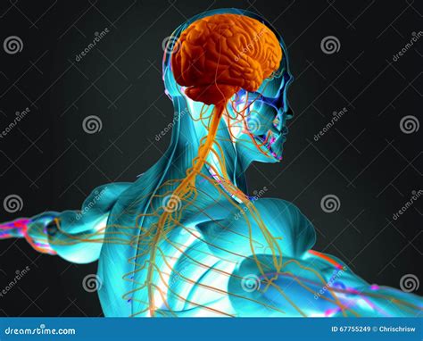 Human Brain And Nervous System Stock Image Image Of Musculoskeletal Xray 67755249