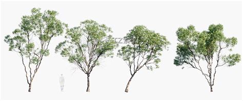 新西兰花园灌木植物3d模型 Globe Plants Bundle 33 Tz素材网
