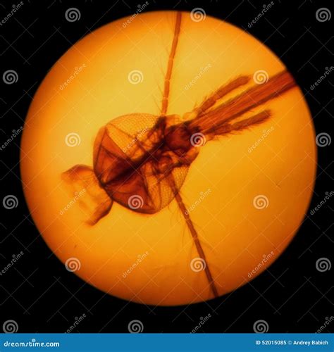 Mosquito Head Stock Image Image Of Mosquito Zoom Viewed 52015085