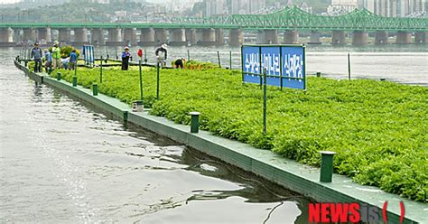 한강 수경재배 미나리 수확