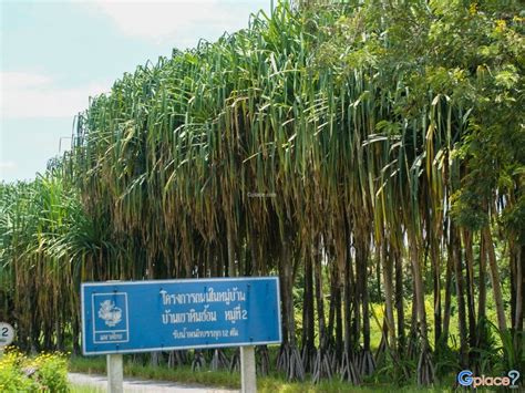 ศูนย์ศึกษาการพัฒนาเขาหินซ้อน จ ฉะเชิงเทรา