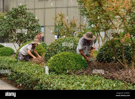 Woman Pruning Tree Near House Hi Res Stock Photography And Images Alamy
