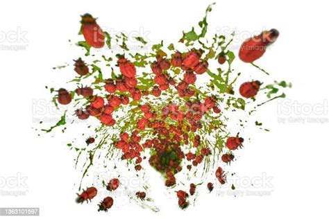 딱정벌레 침공 큰 더미 콜로라도 감자 딱정벌레 애벌레의 질량 검은 줄무늬가있는 밝은 빨간 애벌레가 흰 배경에 고립 된 무리에서 튀어 나온 갈색 배설물 사이에 펼쳐져 하이