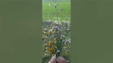 පරිසරයත් එක්ක මොහොතකට තනි උනා 😌🍃 Youtube