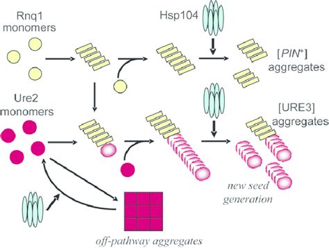 —a Model Explaining The Stimulatory Effect Of Hsp104p On Prion