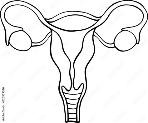 Vector Illustration Of A Female Reproductive Organ Line Art Hand