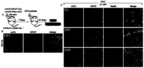 Composition And Method For Inducing Astrocyte To Become Functional
