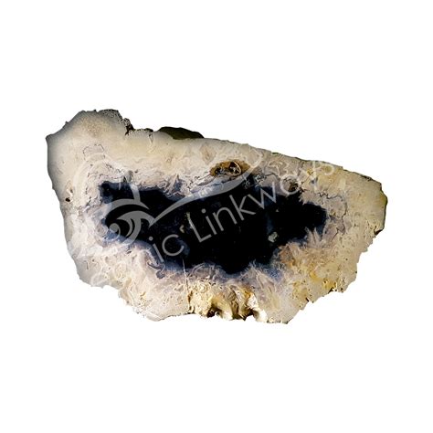 Wholesale Palm Root Fossil Slice