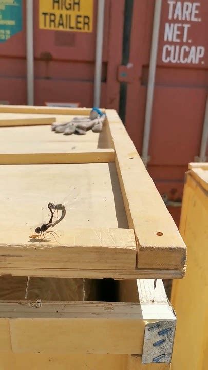 How Amazing！dragonfly Couple Are Having Sex In The Air！空中缠绵的蜻蜓伴侣！ Nature Bible Grace Youtube