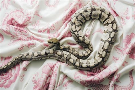 Reticulated Python On White Fabric Background Python Reticulatus Premium AI Generated Image