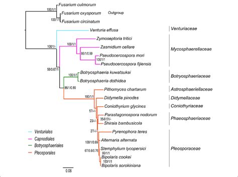 Maximum Likelihood Tree Inferred From The Dataset Of Rrn Using