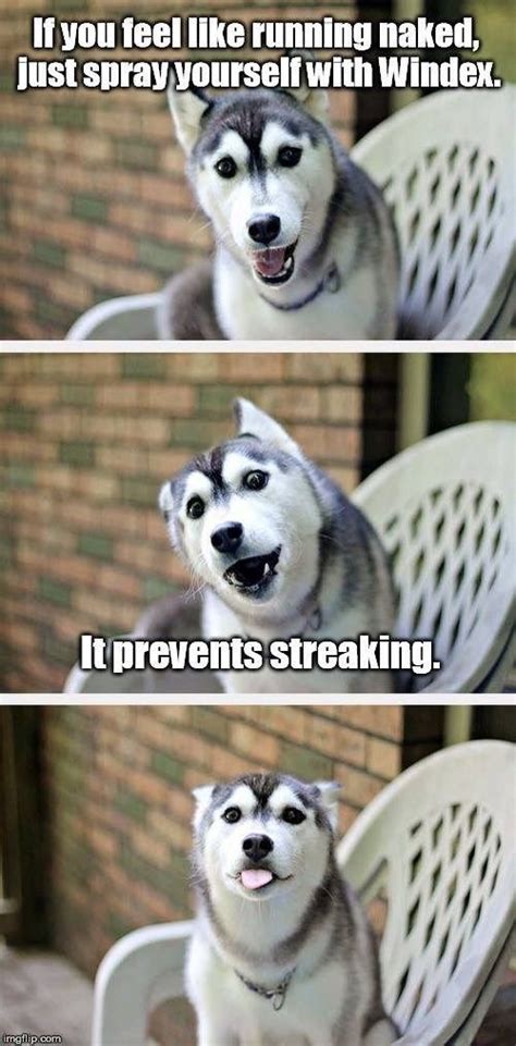 Joke Telling Dog Meme