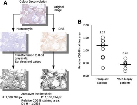 Panel A Graphical Explanation Of The Digital Image Analysis Using The