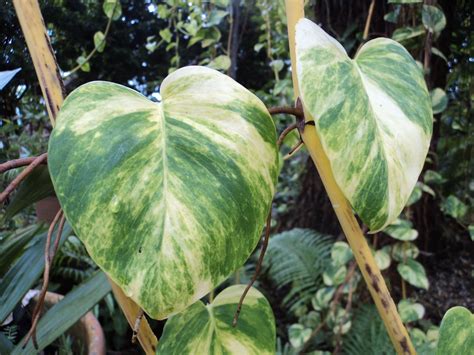 Laman Kambatik Plants List 3rd Ed Scindapsus Aureus Variegated