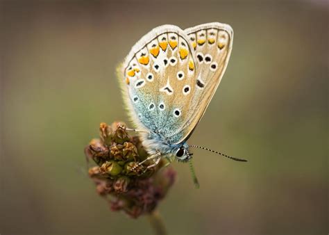 Ue Ecosistemas Marinos Vulnerables