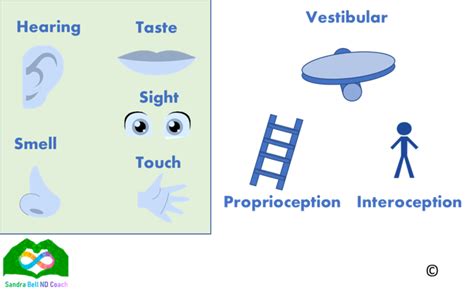16 Why 8 Senses Makes More Sense Than 5 Sandra Bell Nd Coach