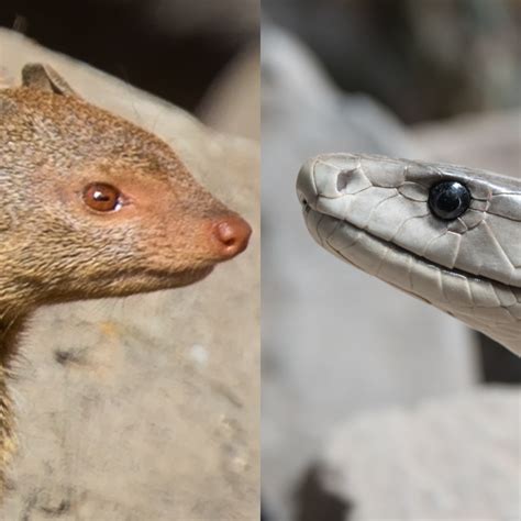 Mongoose Cobra Comparison Chart