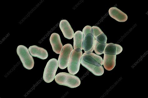 Prevotella Bacteria Illustration Stock Image F0376703 Science