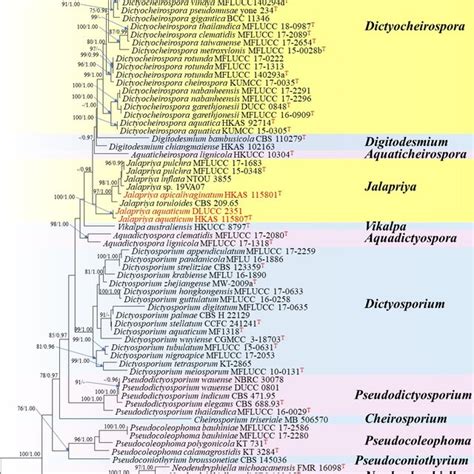 Raxml Tree Generated From Combined Lsu Its Tef1 α And Ssu Sequence