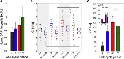 Cellular Mechanical Transition Through Cell Cycle Phases A Normalized Download Scientific