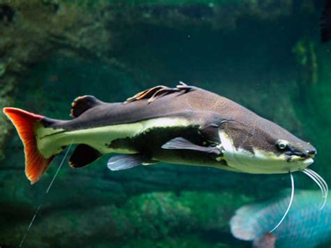 Pirarara