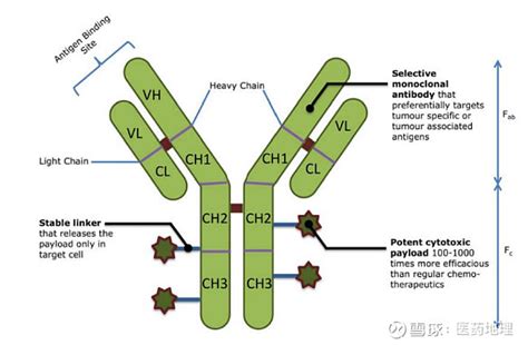 国产adc再添新军，迈威生物发力nectin 4靶点 近日， 迈威生物 再传好消息，其靶向nectin 4的adc药物（9mw2821）临床