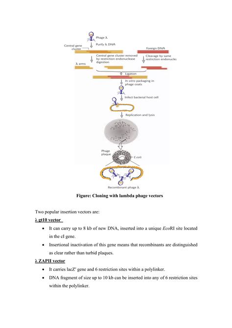 Cloning Vectors Based On M And Lambda Bacteriophage PDF Genetics Science