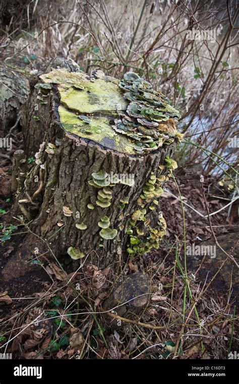 Canopy Gaps Hi Res Stock Photography And Images Alamy