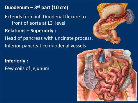 Anatomy Of Duodenum Duodenum Structure Ppt Of Duodenum Power Point Presentation Duodenum Pptx