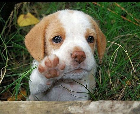 El Mejor Amigo Del Hombre Mascotas