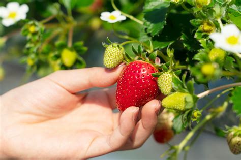 플라스틱 온실에서 수성으로 재배되는 딸기를 가진 여성의 손 딸기 따기 딸기 수확 등의 이미지 건강한 생활방식에 대한 스톡 사진 및 기타 이미지 Istock