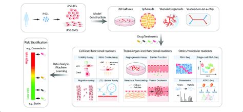 Proposed Workflow For Ipsc Based Models For The Prediction Of