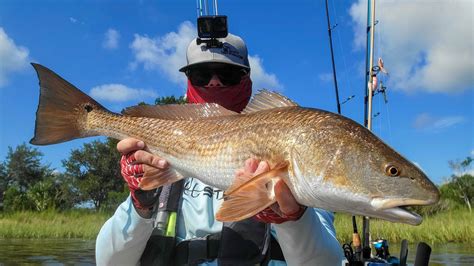 How To Catch Babeing Redfish Using Salt Strong Fishing Lessons