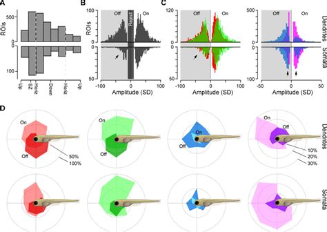 Overview Of Dendritic And Somatic Rgc Functions Across The Eye A