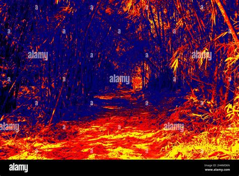 National Park Thermal Imager Used Mysterious And Frightening Jungle Forest In Tropics Stock