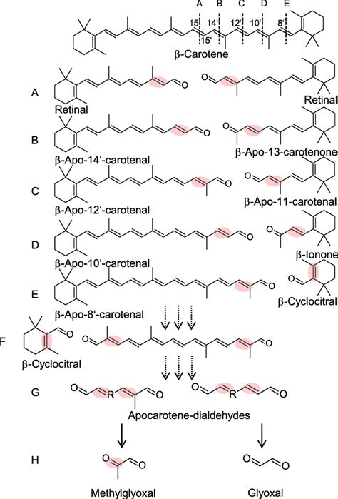 B Carotene And Retinoic Acid At Eloise Rameriz Blog