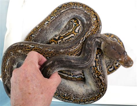 2022 Male Motley Tiger Piebald Reticulated Python Sale In Shed By Nerd