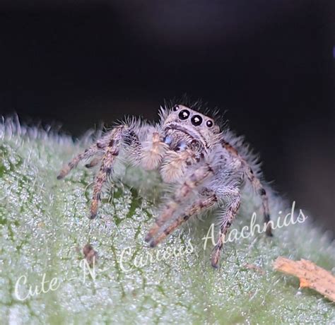 Cute N Curious Arachnids Reputable Jumping Spider Breeder