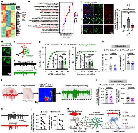 Nature Neuroscience If 28 776丨揭示一种全新星形胶质细胞lara 知乎