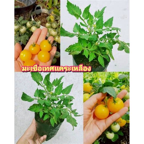 ต้นมะเขือเทศเเคระสีเหลือง ต้นเตี้ย ผลดก อร่อย ปลูกใส่กระถางเป็นไม้ประดับได้ ต้นเเข็งเเรง สินค้า