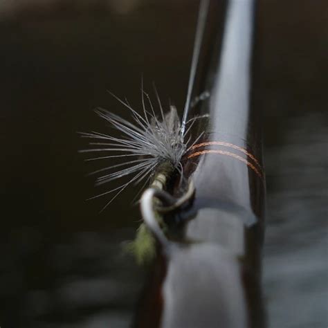 Understanding Fish Sex A Deep Dive Into Reproductive Behavi