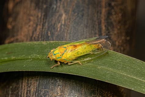 Adult Typical Leafhopper Stock Image Image Of Entomology 264277627