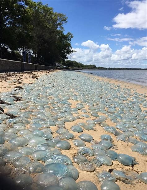 First Ever Picture Of Breast Implants About To Migrate For Mating Season Scrolller