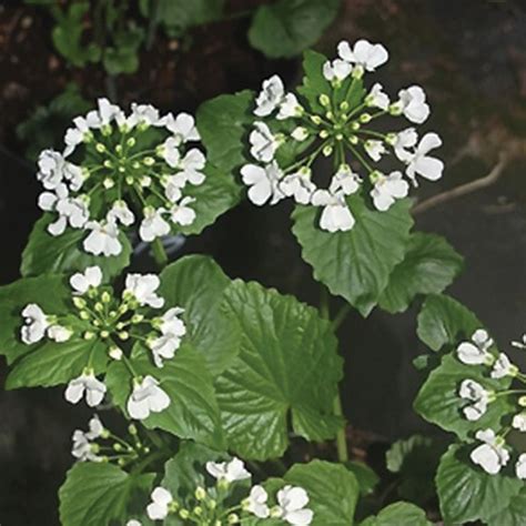 Pachyphragma Macrophyllum Gash Gardens