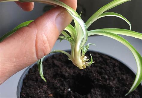 How To Cut Spider Plant Babies Plant Ideas