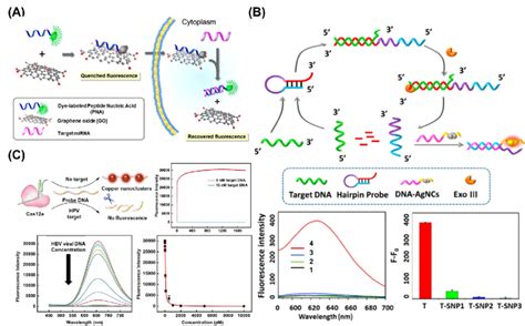A Schematic Illustration Of Pango Based Fluorescent Biosensor For